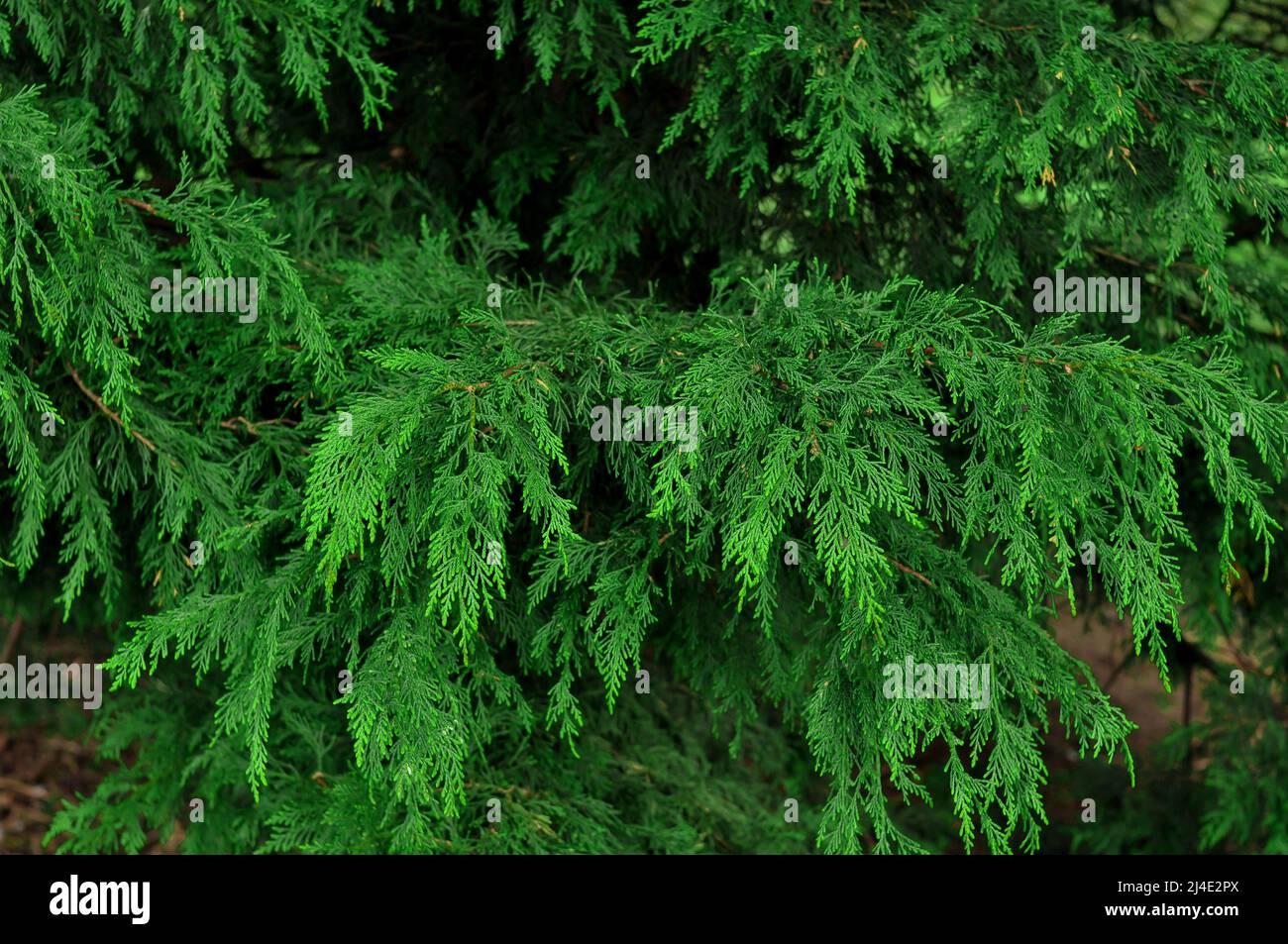 Evergreen pine tree natural wallpaper and background copy space Stock ...