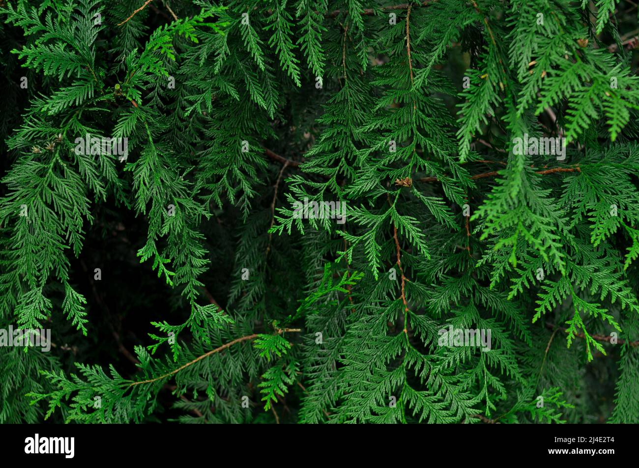 Evergreen pine tree natural wallpaper and background copy space Stock ...
