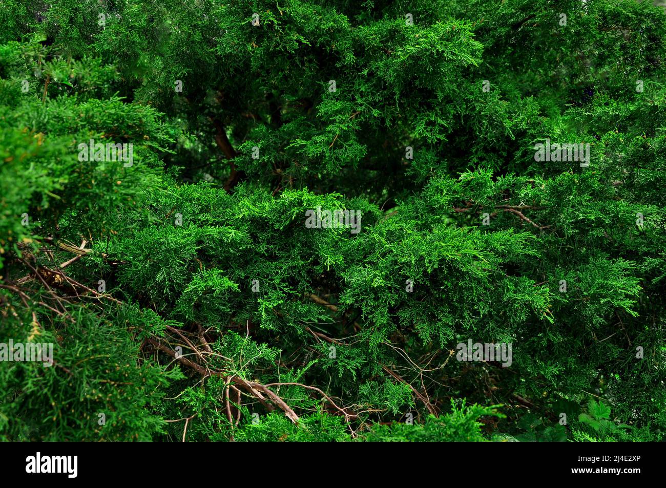 Evergreen pine tree natural wallpaper and background copy space Stock ...