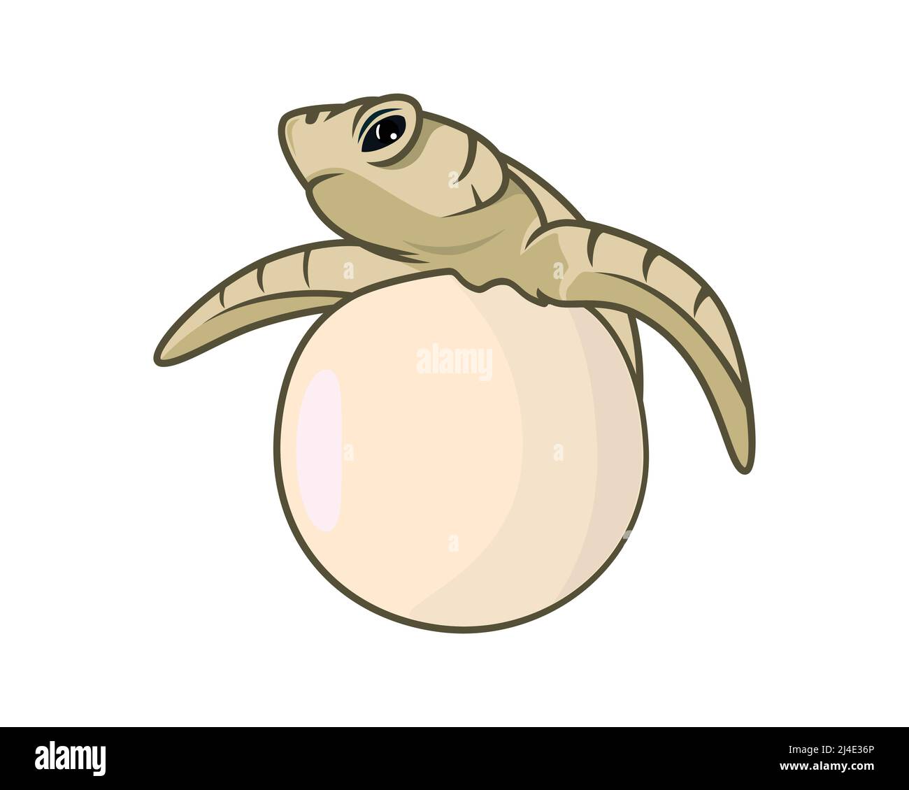 Tortoise egg Stock Vector Images - Alamy