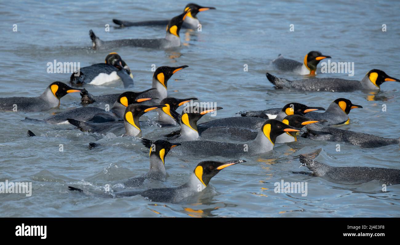 Cleaning and preening action hi-res stock photography and images - Alamy