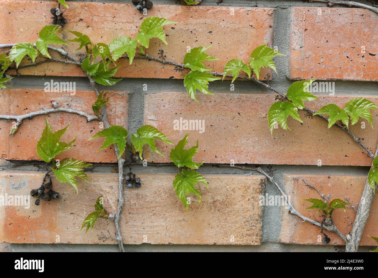 Grape brick hi-res stock photography and images - Alamy