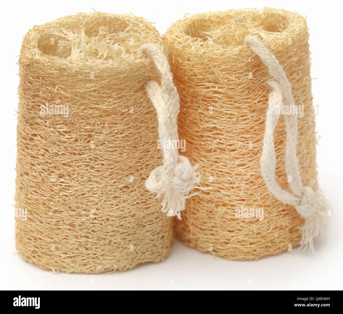 Natural scrubber of dried Ridge gourd over white background Stock Photo ...