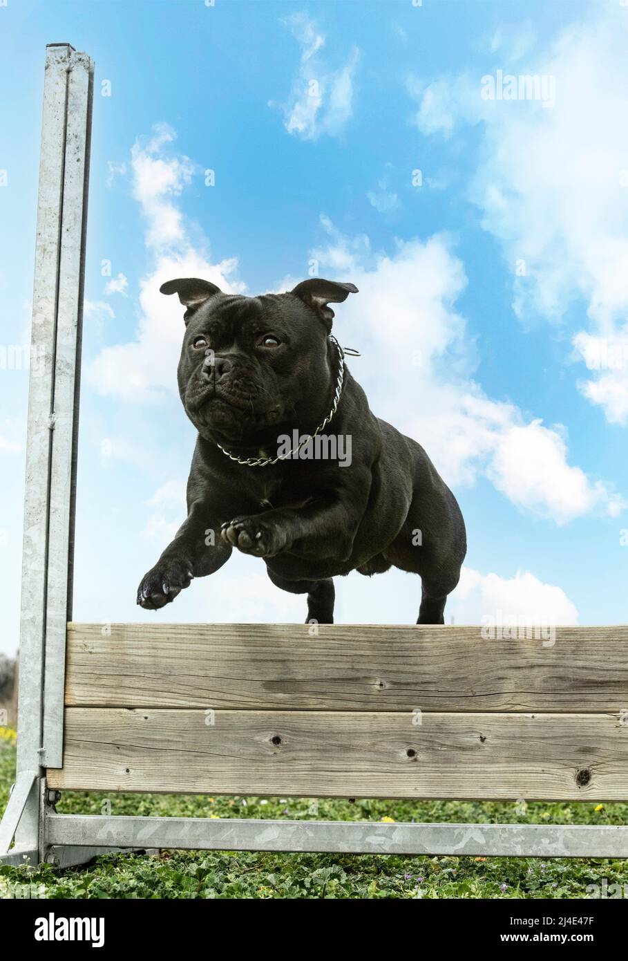 staffordshire bull terrier jumping a fance for obedience discipline ...