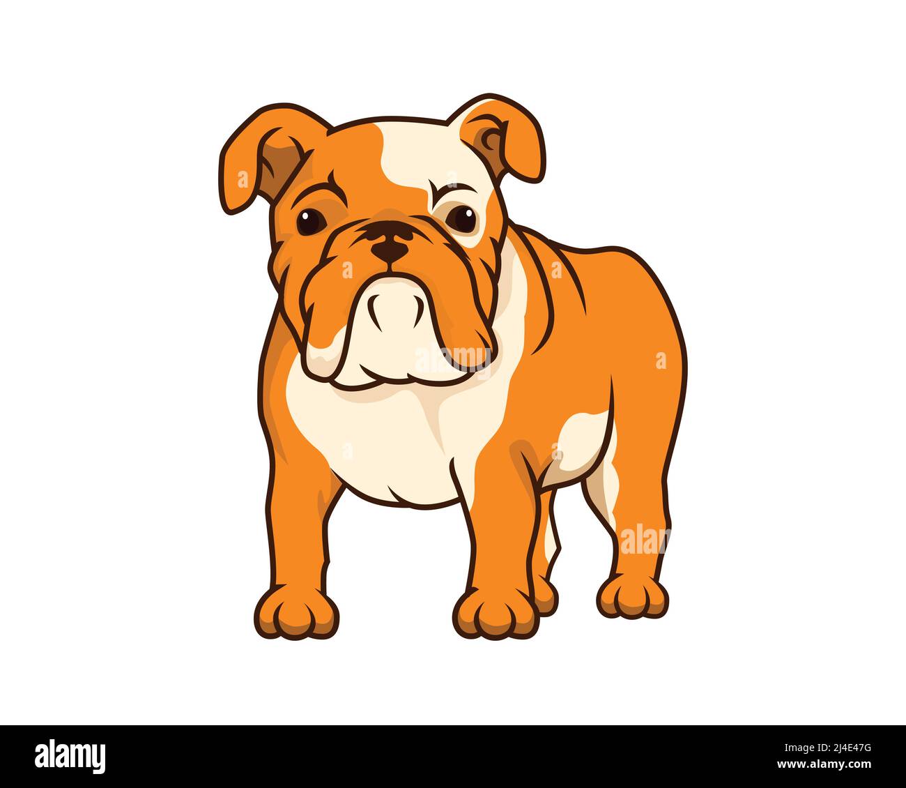 Detailed Bulldog with Standing and Watching Gesture Illustration Vector ...