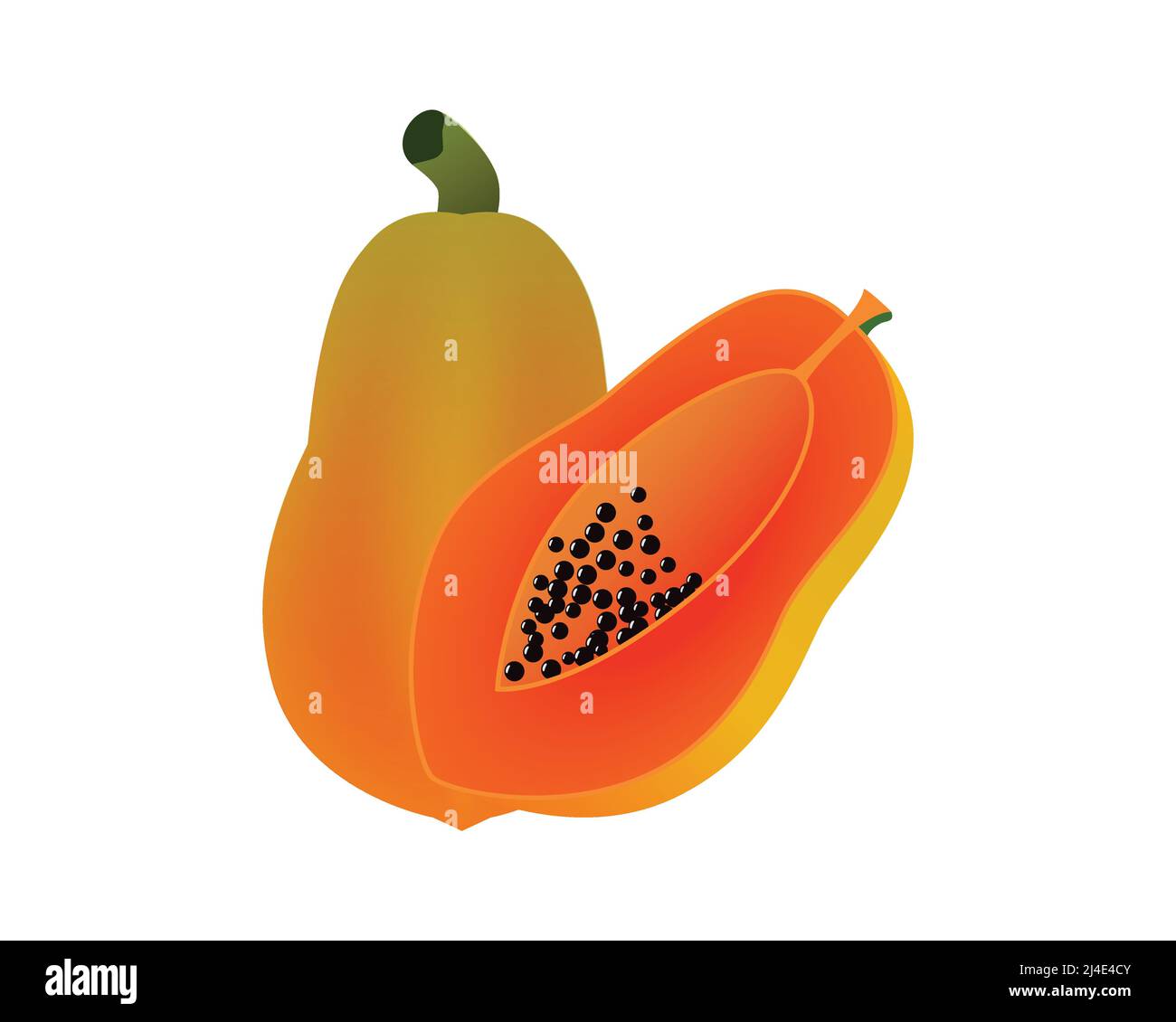 Detailed Papaya with the Slices Illustration Vector Stock Vector Image ...