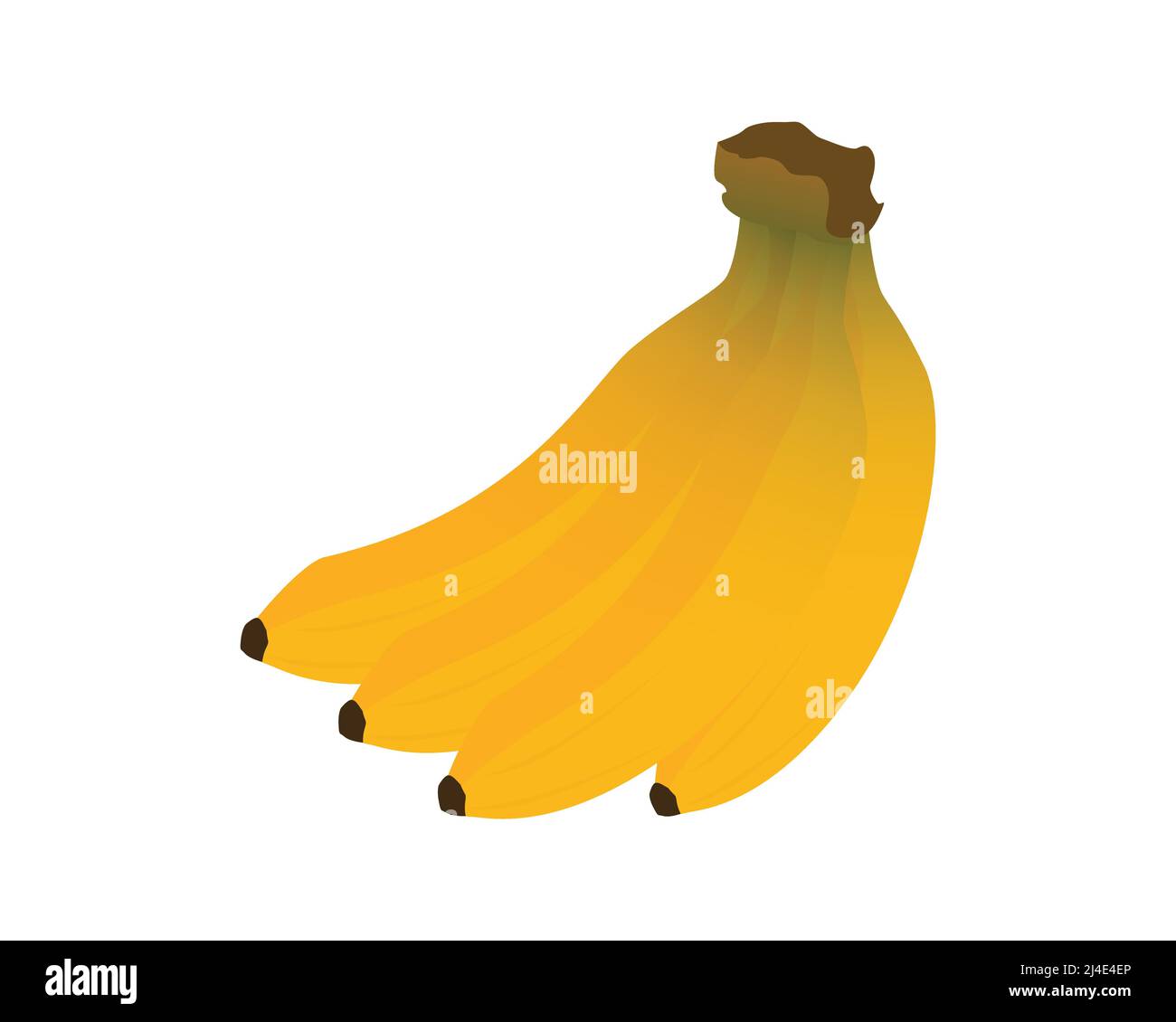 Detailed Banana Illustration With Yellow Color Vector Stock Vector ...
