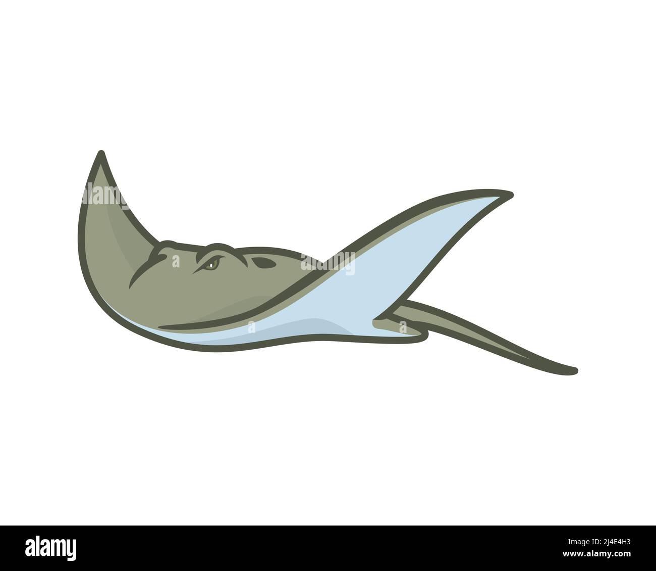 Detailed Swimming Ray Fish or Stingray Illustration Vector Stock Vector ...