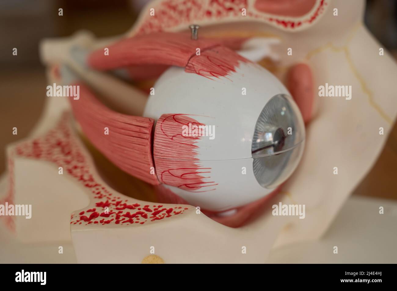 Close-up of an anatomical plastic model of the human eye Stock Photo ...