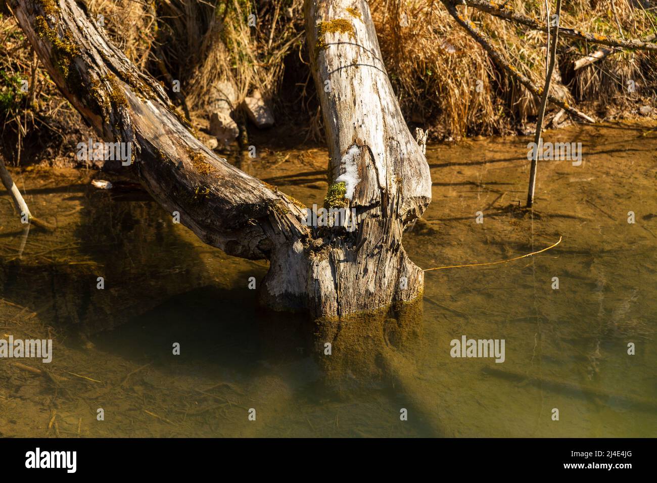 Beaver chewing down a tree. Beavers destruction in Belarus. The beaver ...