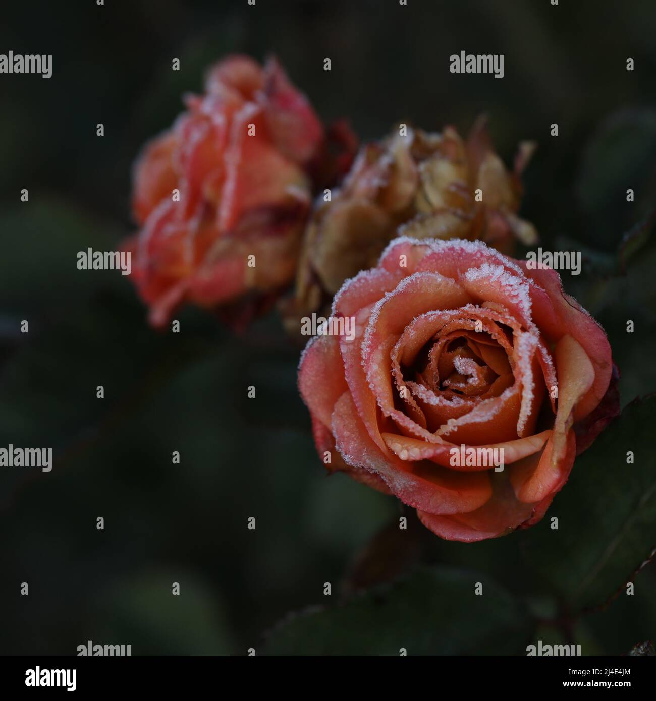 Frozen rose hi-res stock photography and images - Alamy