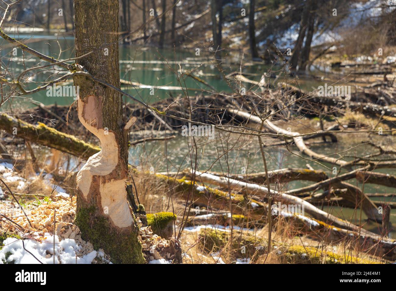 Beaver chewing down a tree. Beavers destruction in Belarus. The beaver ...