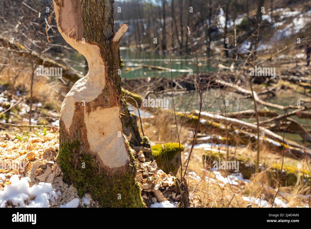 Beaver chewing down a tree. Beavers destruction in Belarus. The beaver ...
