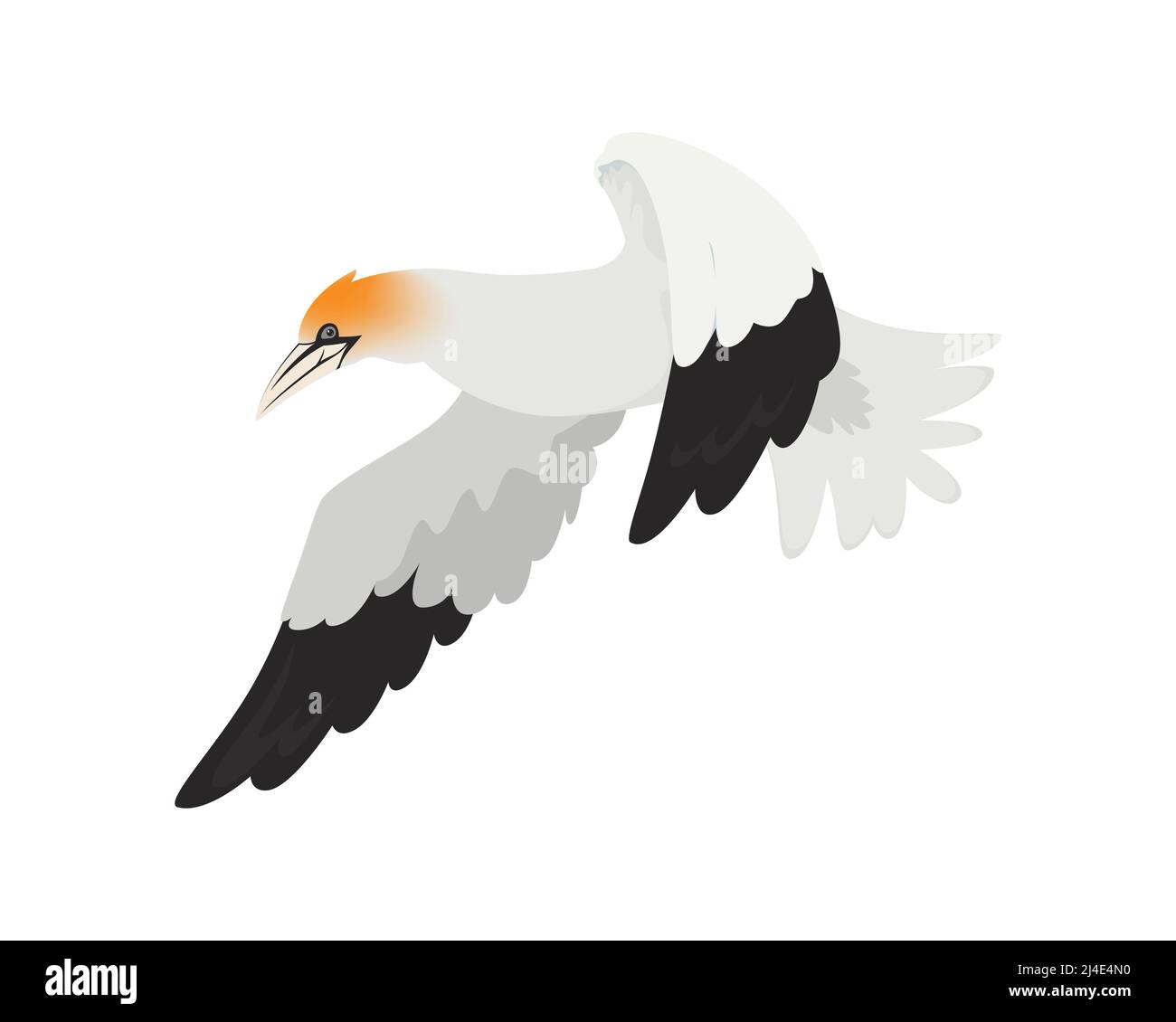Detailed Flying Gannet Bird Illustration Vector Stock Vector Image ...