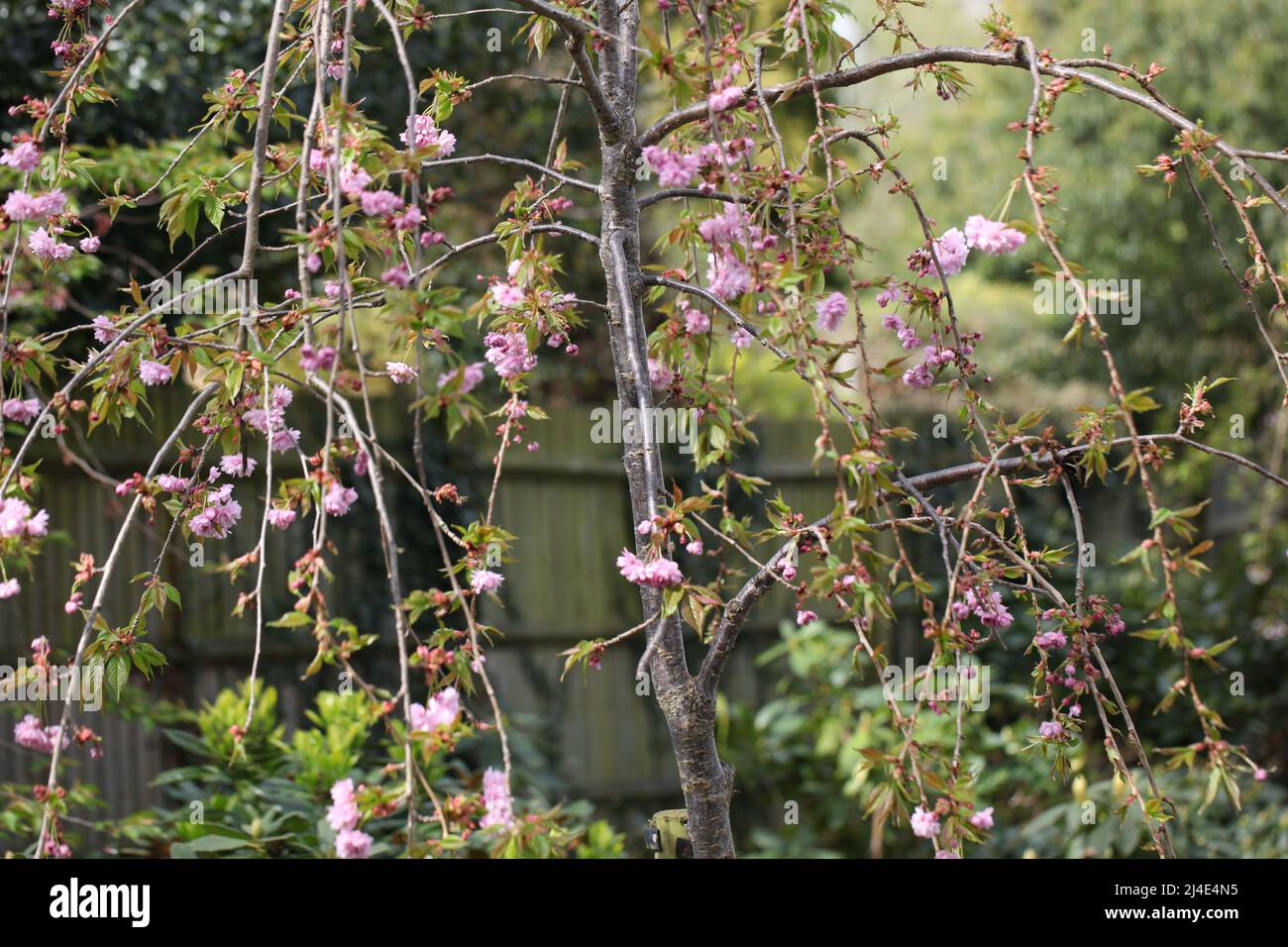 Close-up of a young Japanese Flowering Cherry Blossom Tree , Prunus ...