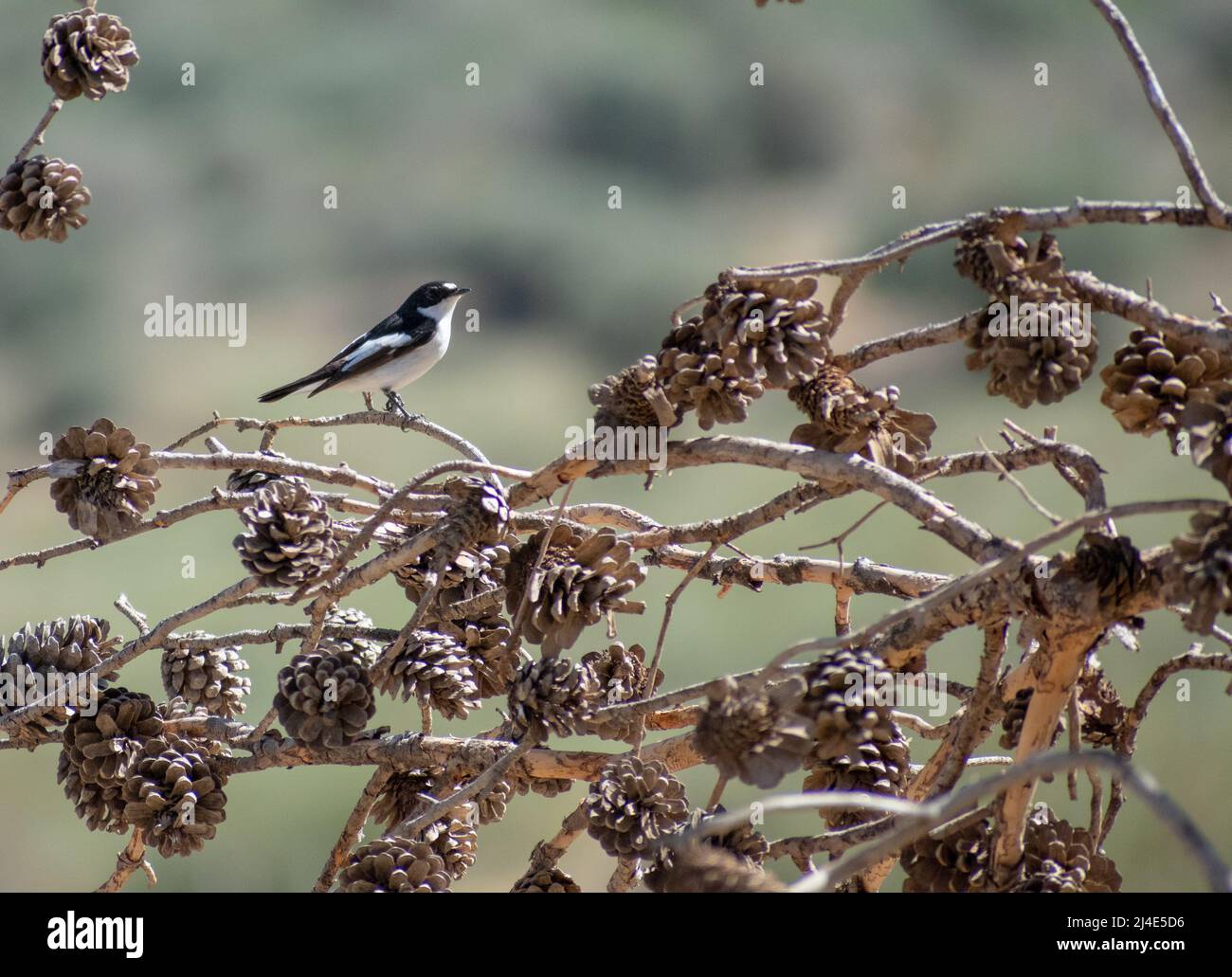 Male Atlas pied flycatcher (Ficedula speculigera Stock Photo - Alamy
