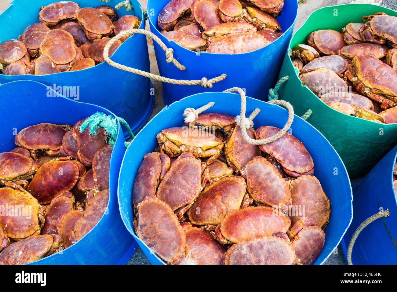 Crabs in blue bucket Paignton quayside at English riviera, English ...