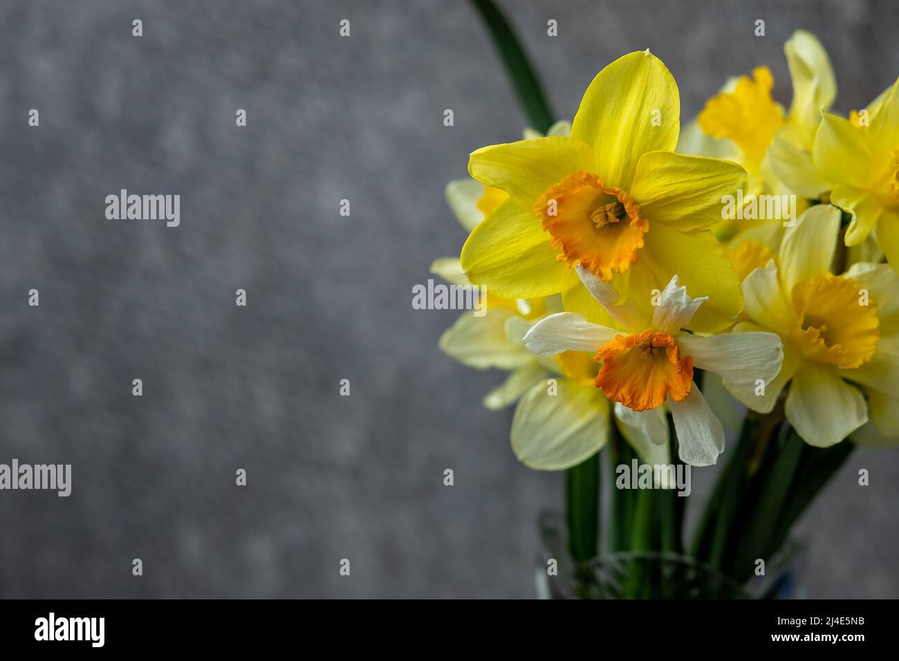 Panoramic grunge background with yellow daffodil flowers. Pattern with ...