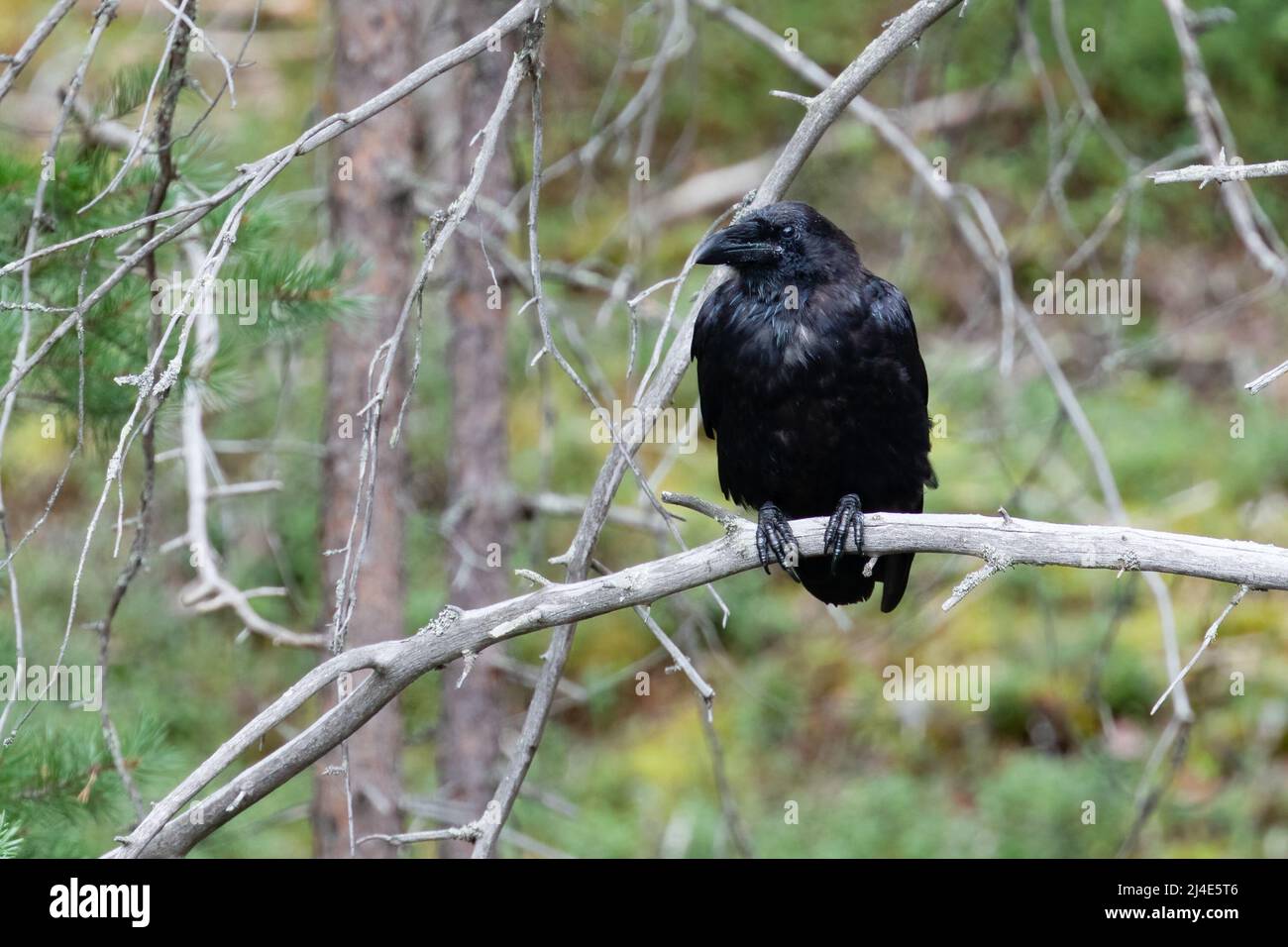 Common raven corvus corax desert hi-res stock photography and images ...