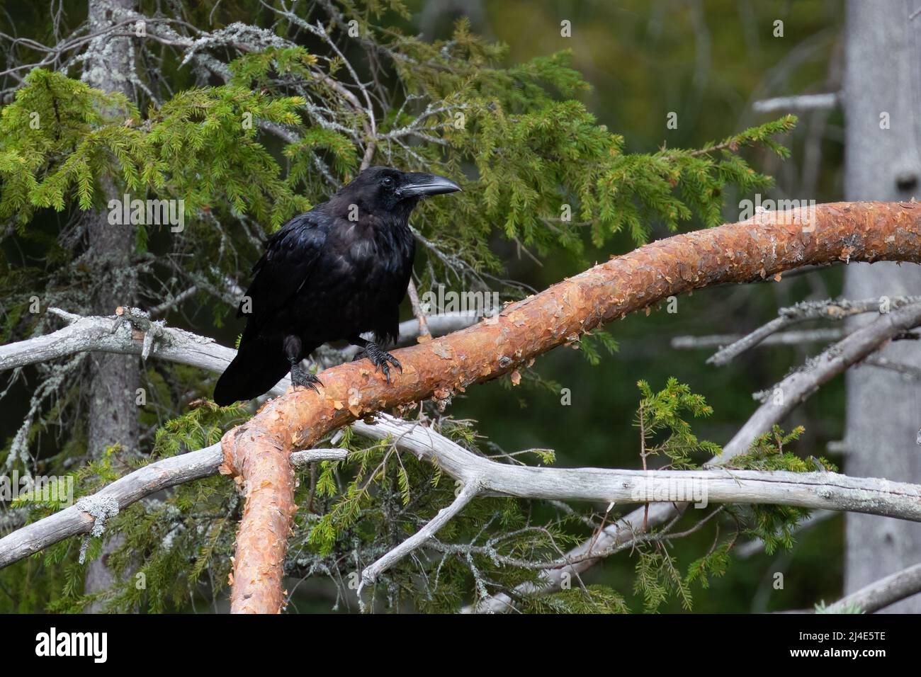 Common raven corvus corax desert hi-res stock photography and images ...