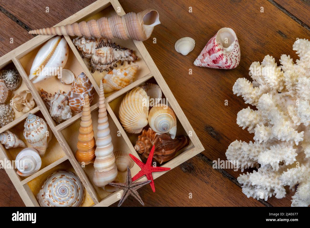 Collection of Seashells - A seashell is usually the exoskeleton of an ...