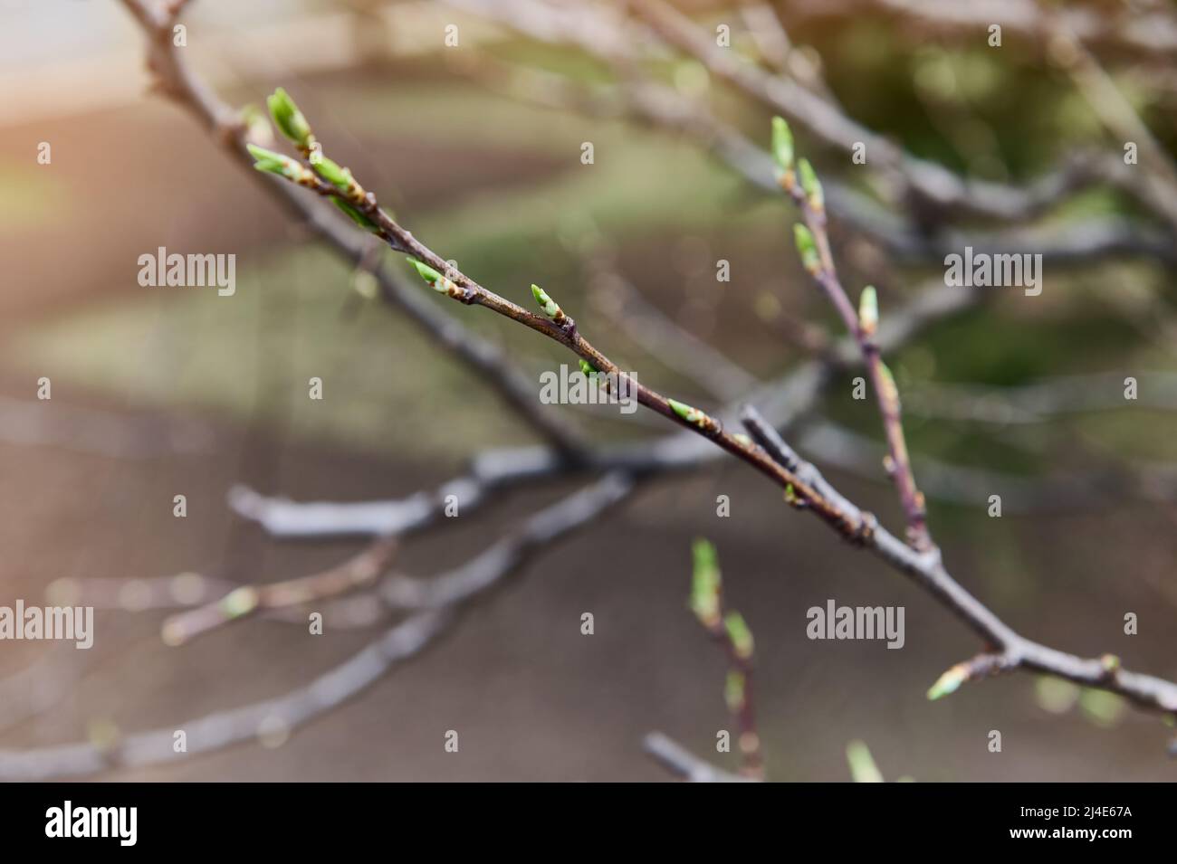 Close-up. Spring- blooming fruit trees in the garden plot. Swollen buds ...