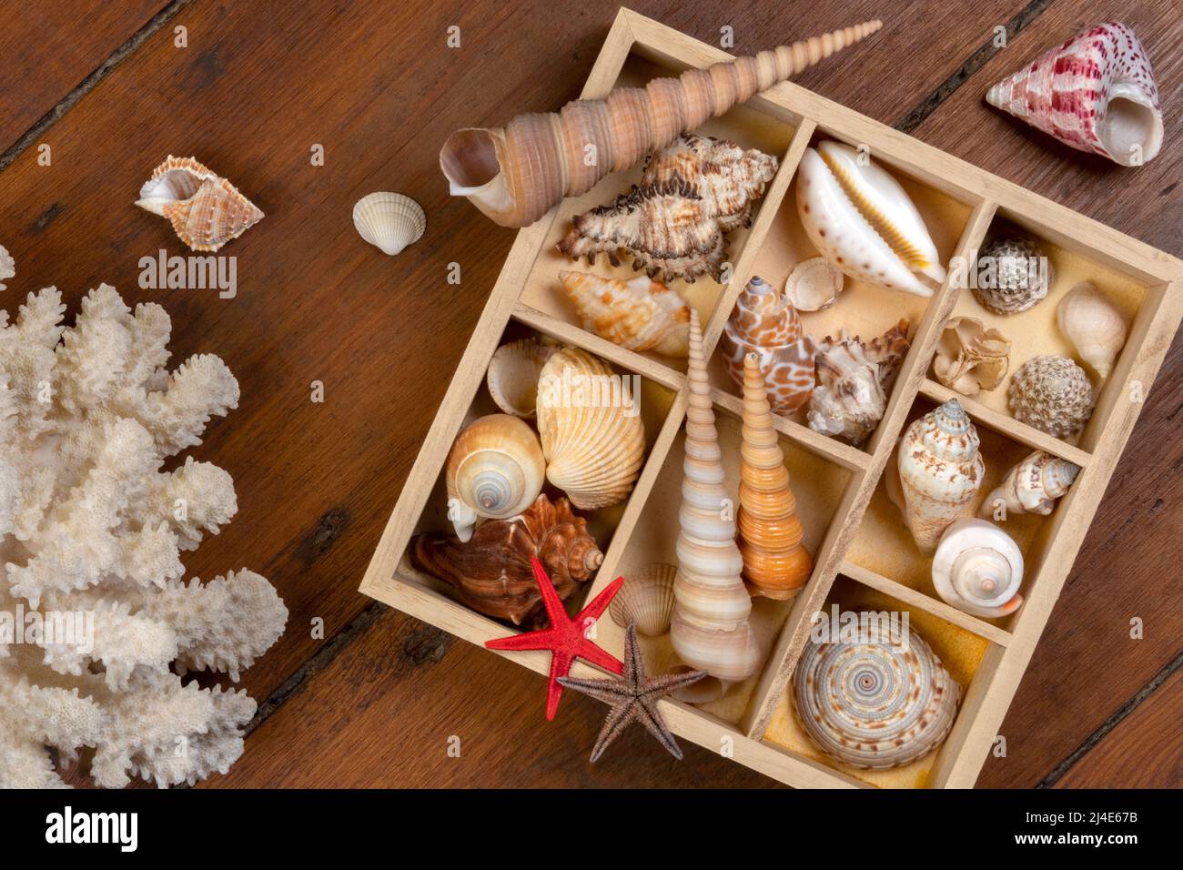 Collection of Seashells - A seashell is usually the exoskeleton of an ...