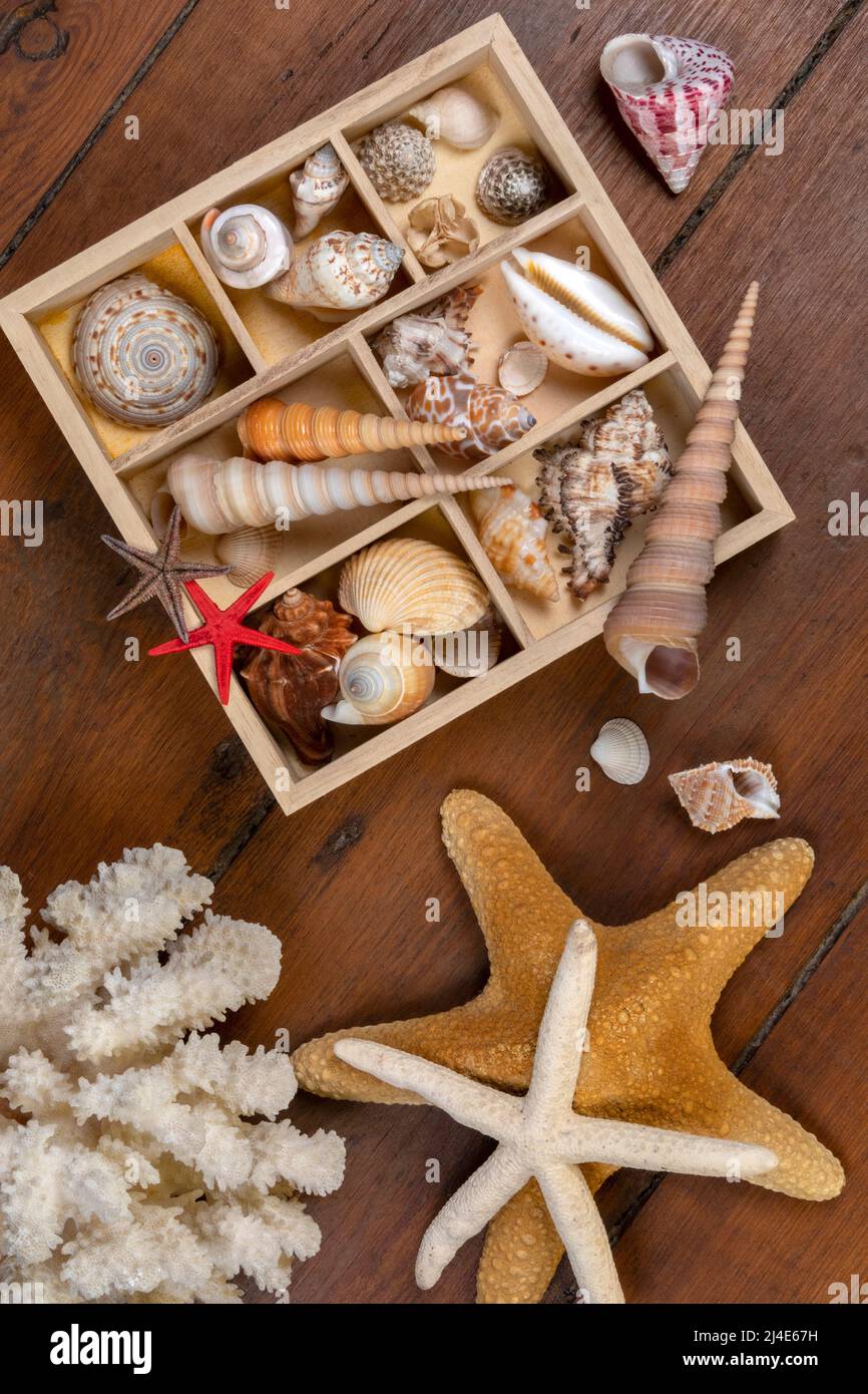 Collection of Seashells - A seashell is usually the exoskeleton of an ...