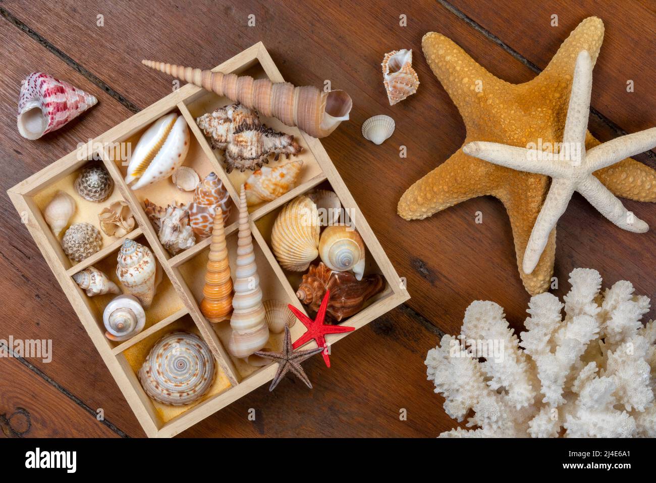 Collection of Seashells - A seashell is usually the exoskeleton of an ...