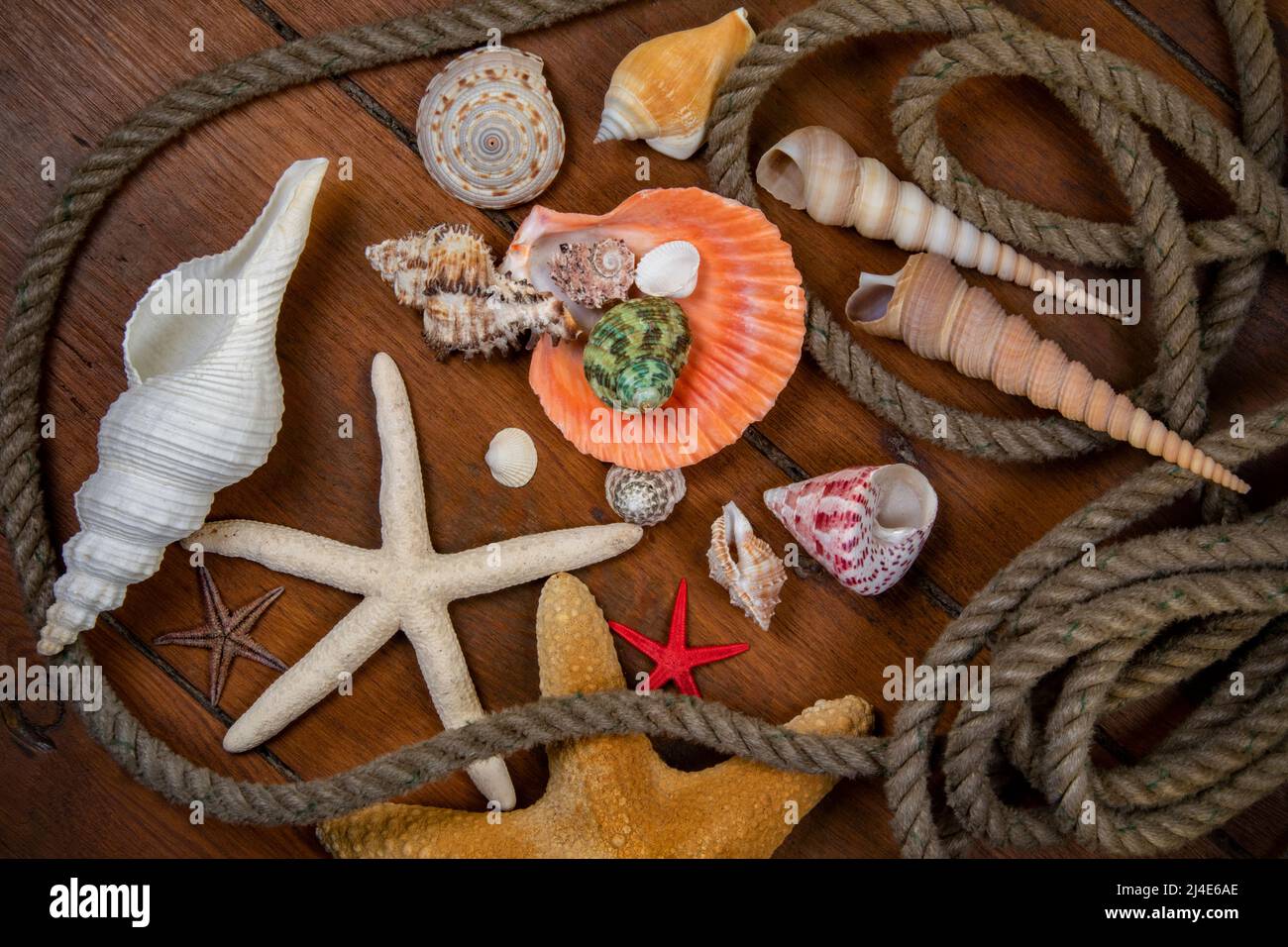 Collection of Seashells - A seashell is usually the exoskeleton of an ...