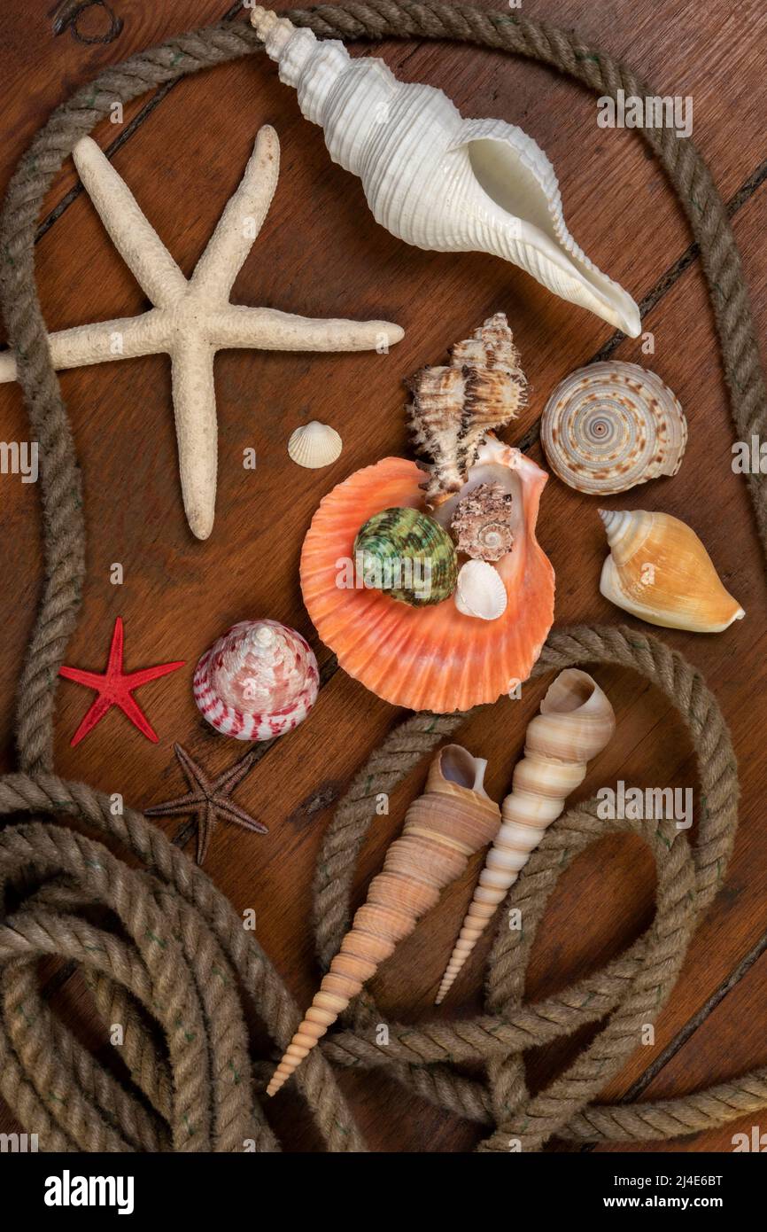Collection of Seashells - A seashell is usually the exoskeleton of an ...
