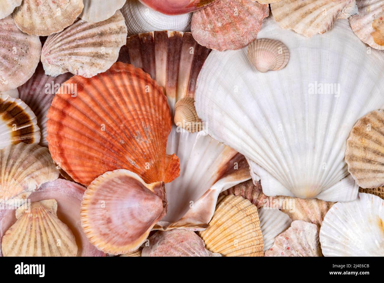 Scallops - Collection of Seashells - A seashell is usually the ...