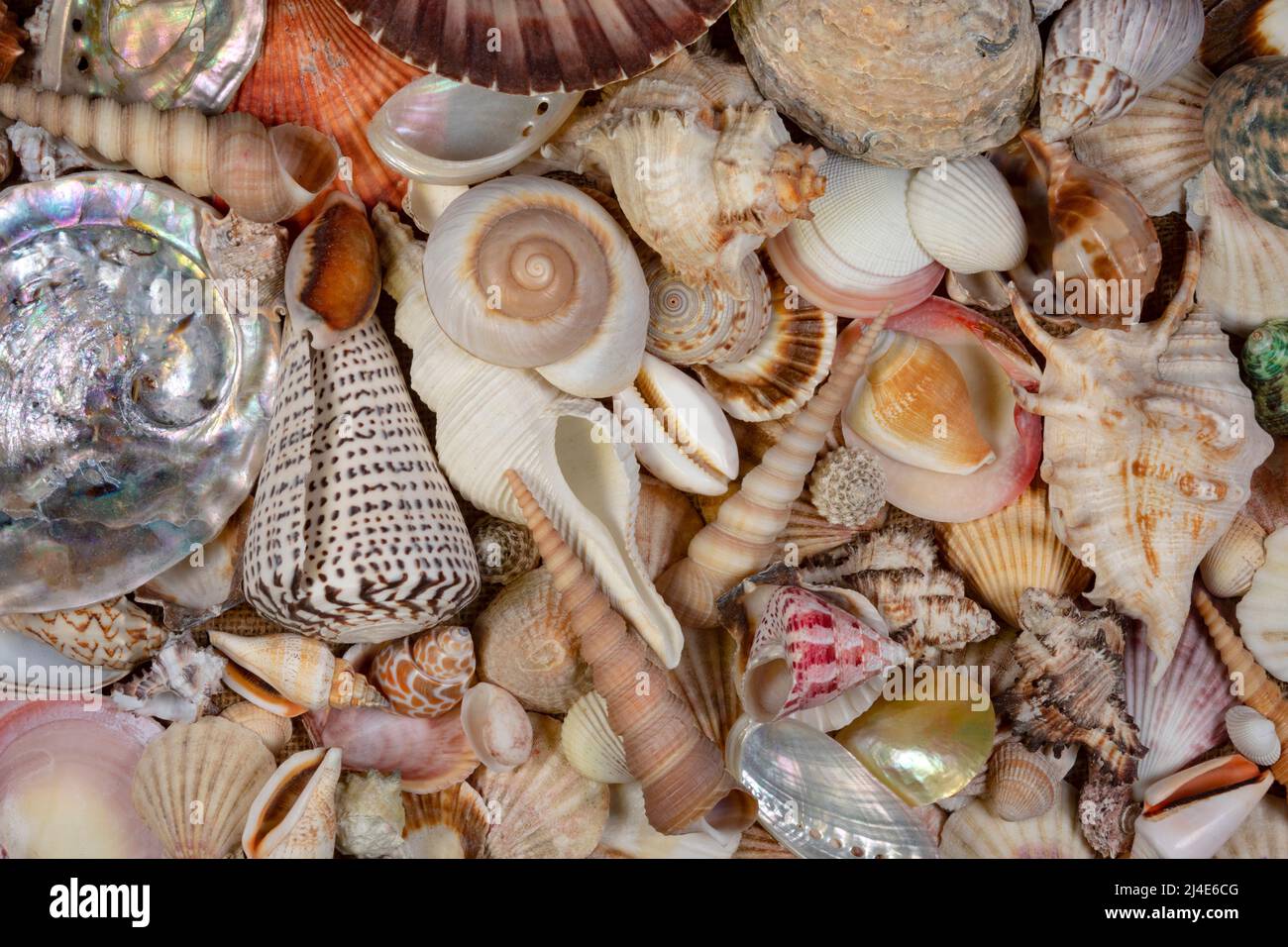 Collection of Seashells - A seashell is usually the exoskeleton of an ...