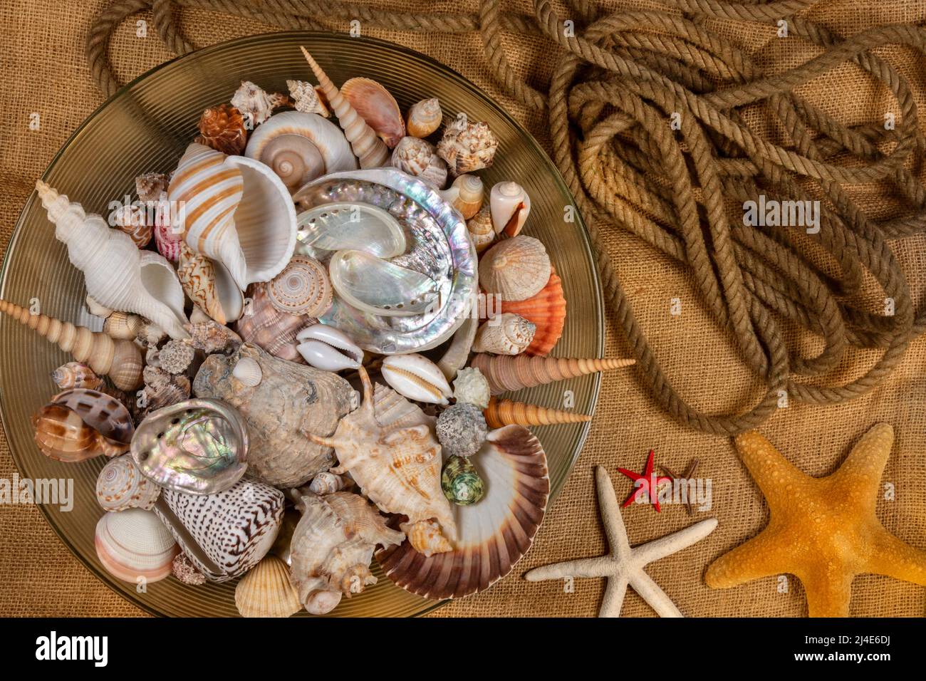 Exoskeleton of an invertebrate hi-res stock photography and images - Alamy
