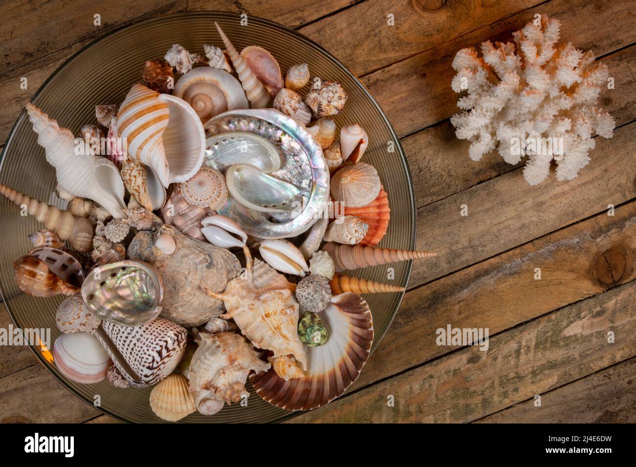 Collection of Seashells - A seashell is usually the exoskeleton of an ...