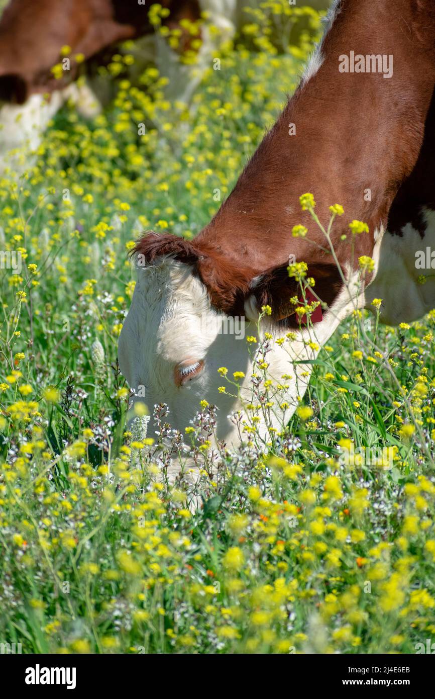 close-up shot of a red swiss cow eating grass Stock Photo - Alamy