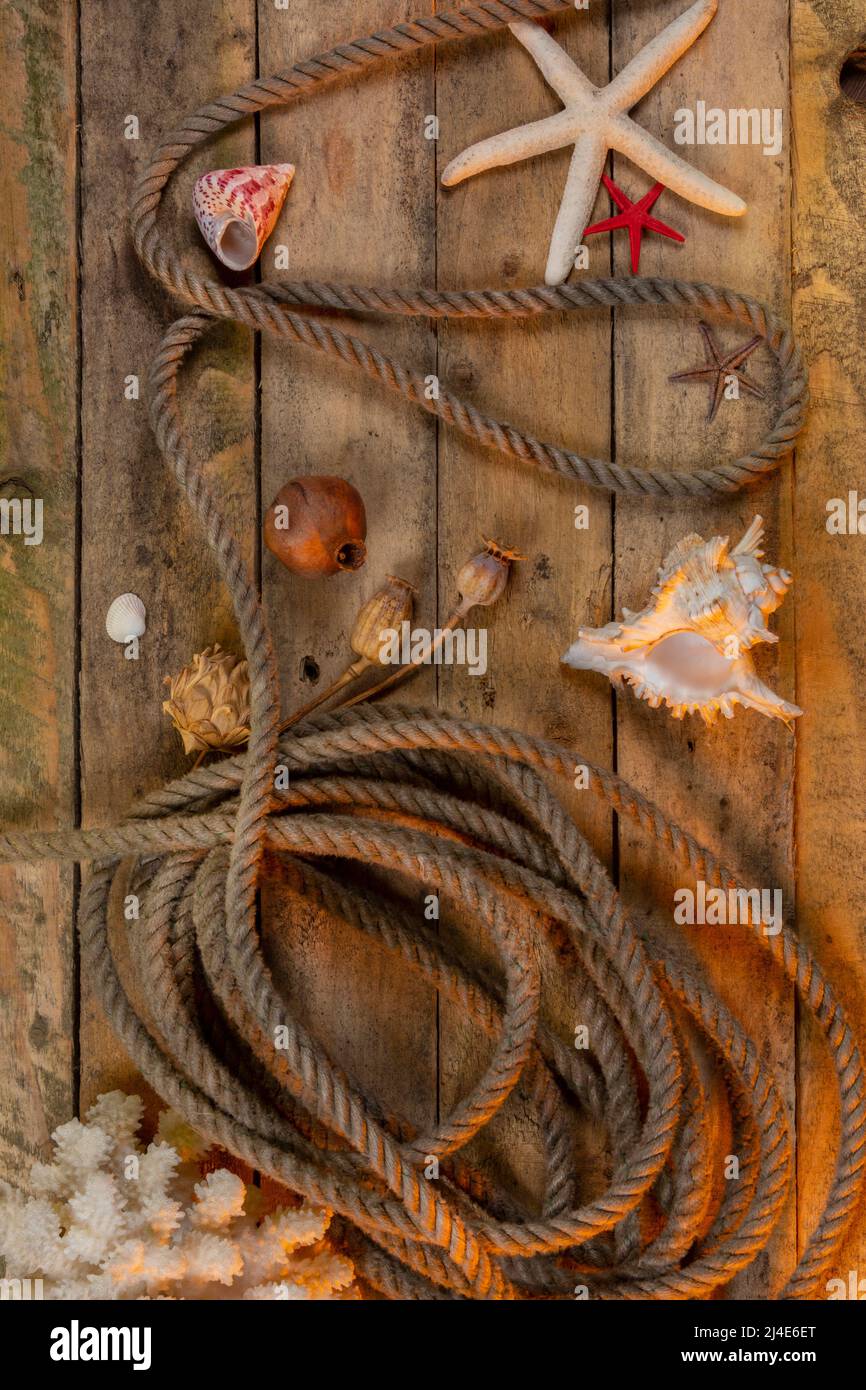 Seashells and starfish hi-res stock photography and images - Alamy