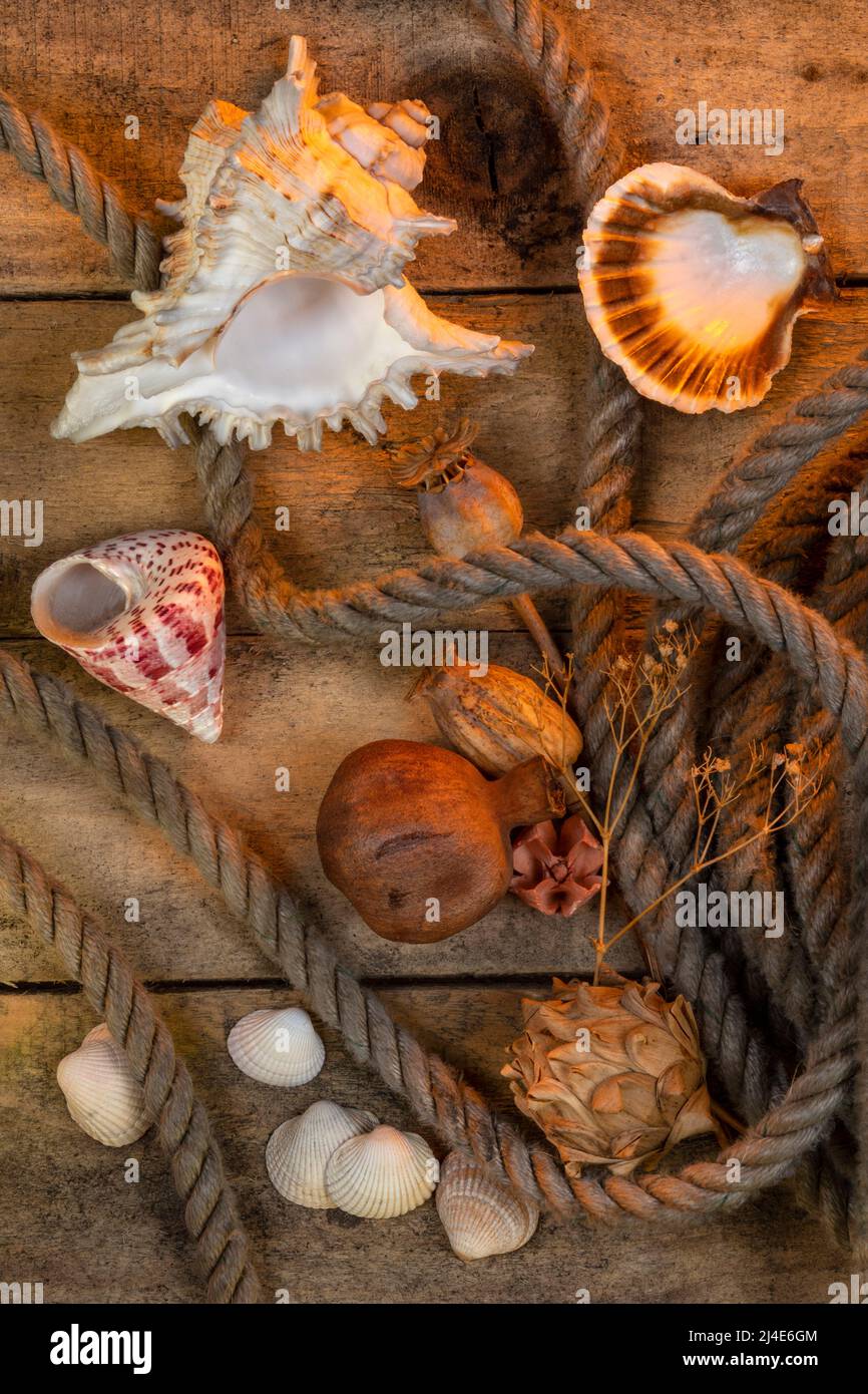 Nautical still life - rope, seashells, dried seed pods Stock Photo - Alamy
