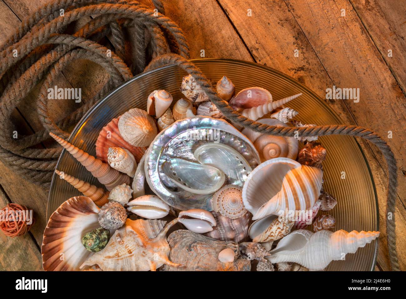 Collection of Seashells - A seashell is usually the exoskeleton of an ...