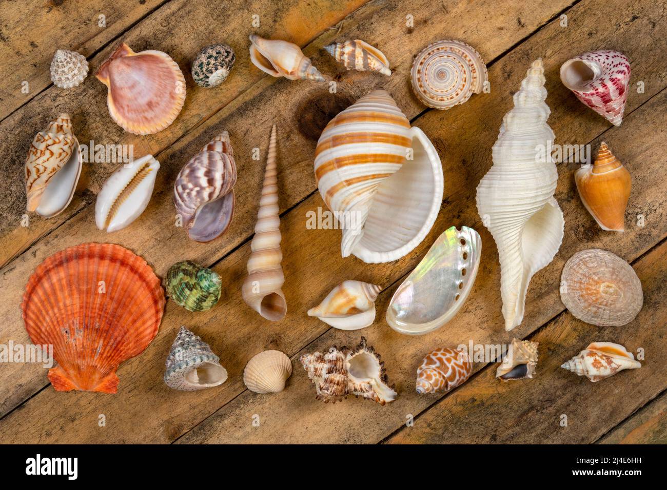 Display of seashells on a rough wooden background Stock Photo - Alamy