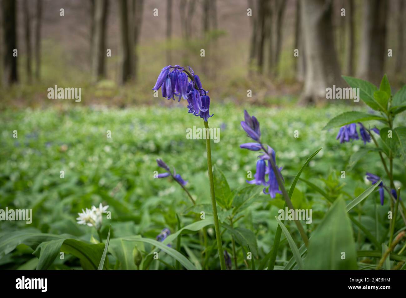Bluebell flower in spring woodland Stock Photo - Alamy