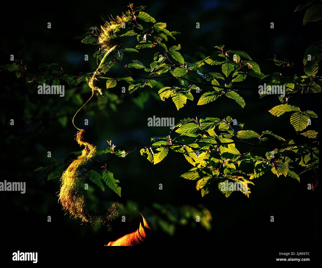 man head and green forest esg concept Stock Photo - Alamy