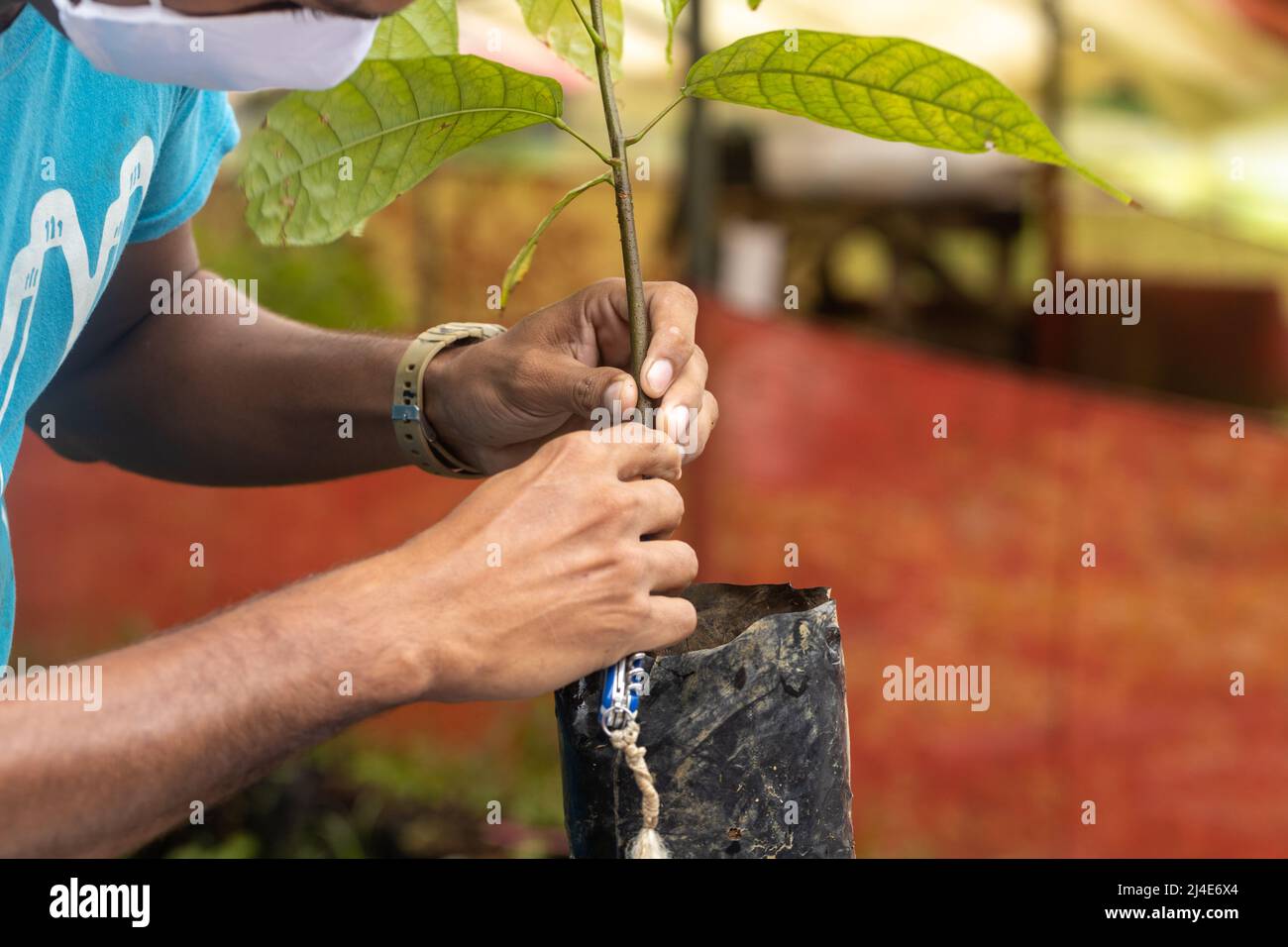 grafting a disease-resistant cocoa plant to a noble variety of grafting ...