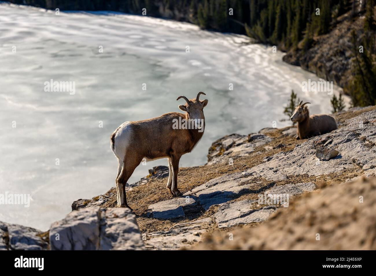 A ram bighorn sheep (Ovis canadensis) in Jasper National Park, Alberta ...