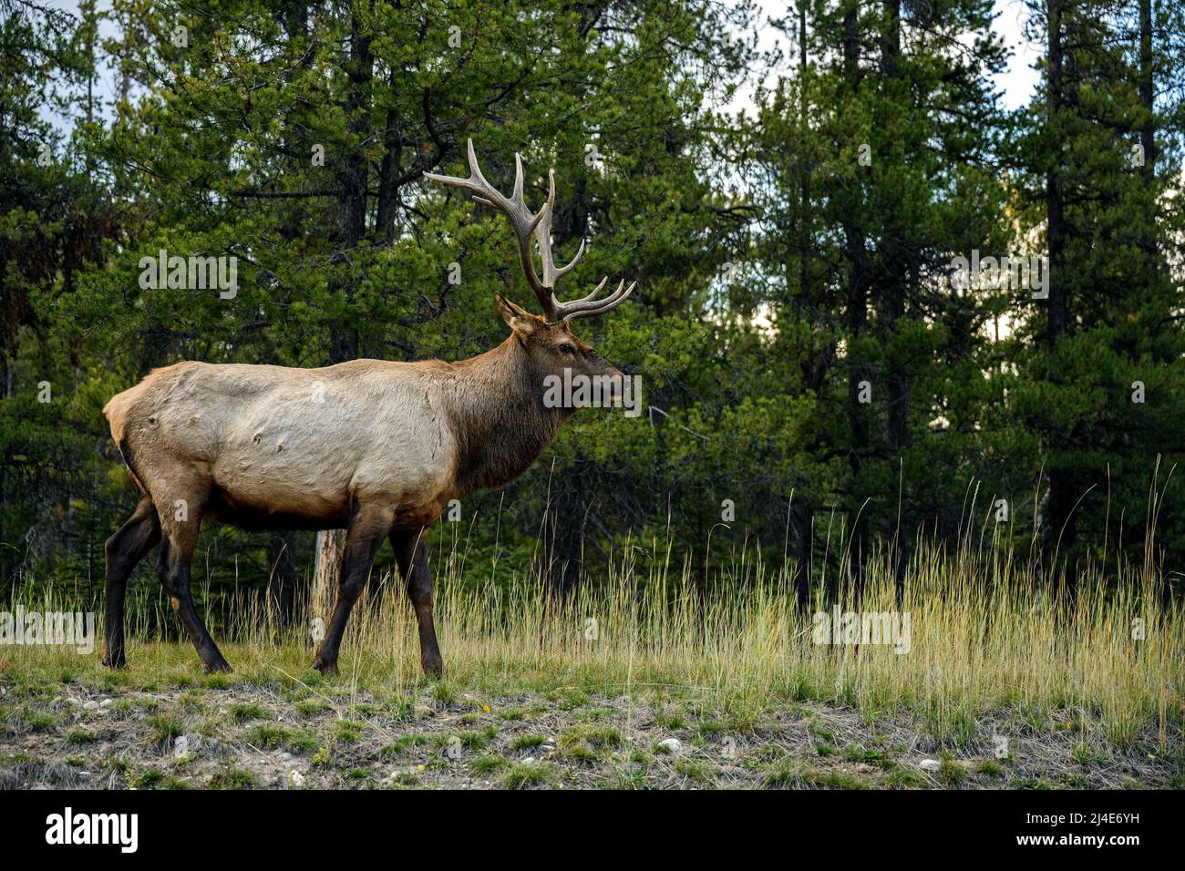 Wild Elk or also known as Wapiti (Cervus canadensis) in Jasper National ...