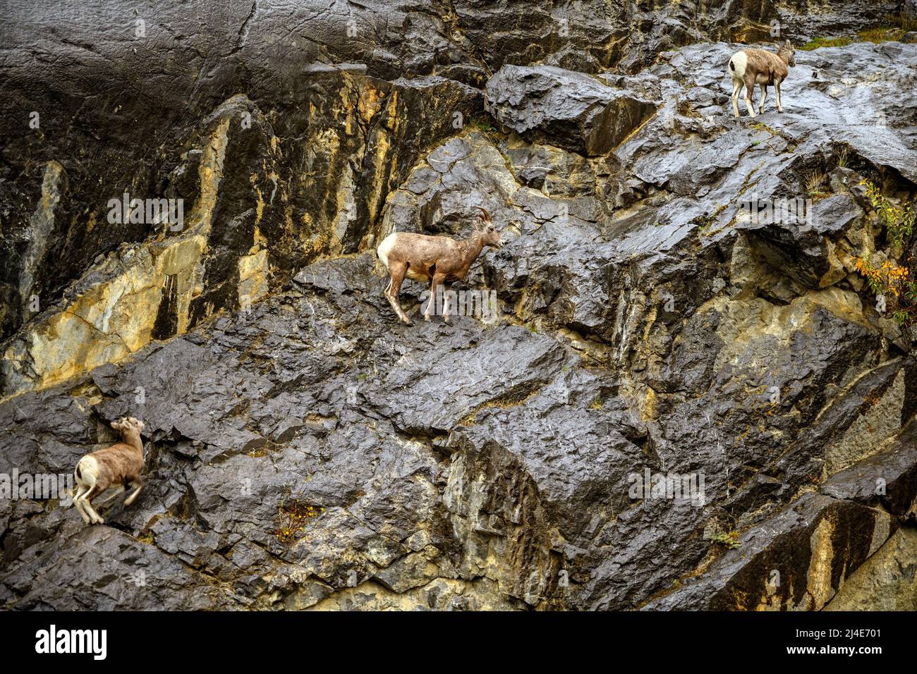 A ram bighorn sheep (Ovis canadensis) in Jasper National Park, Alberta ...
