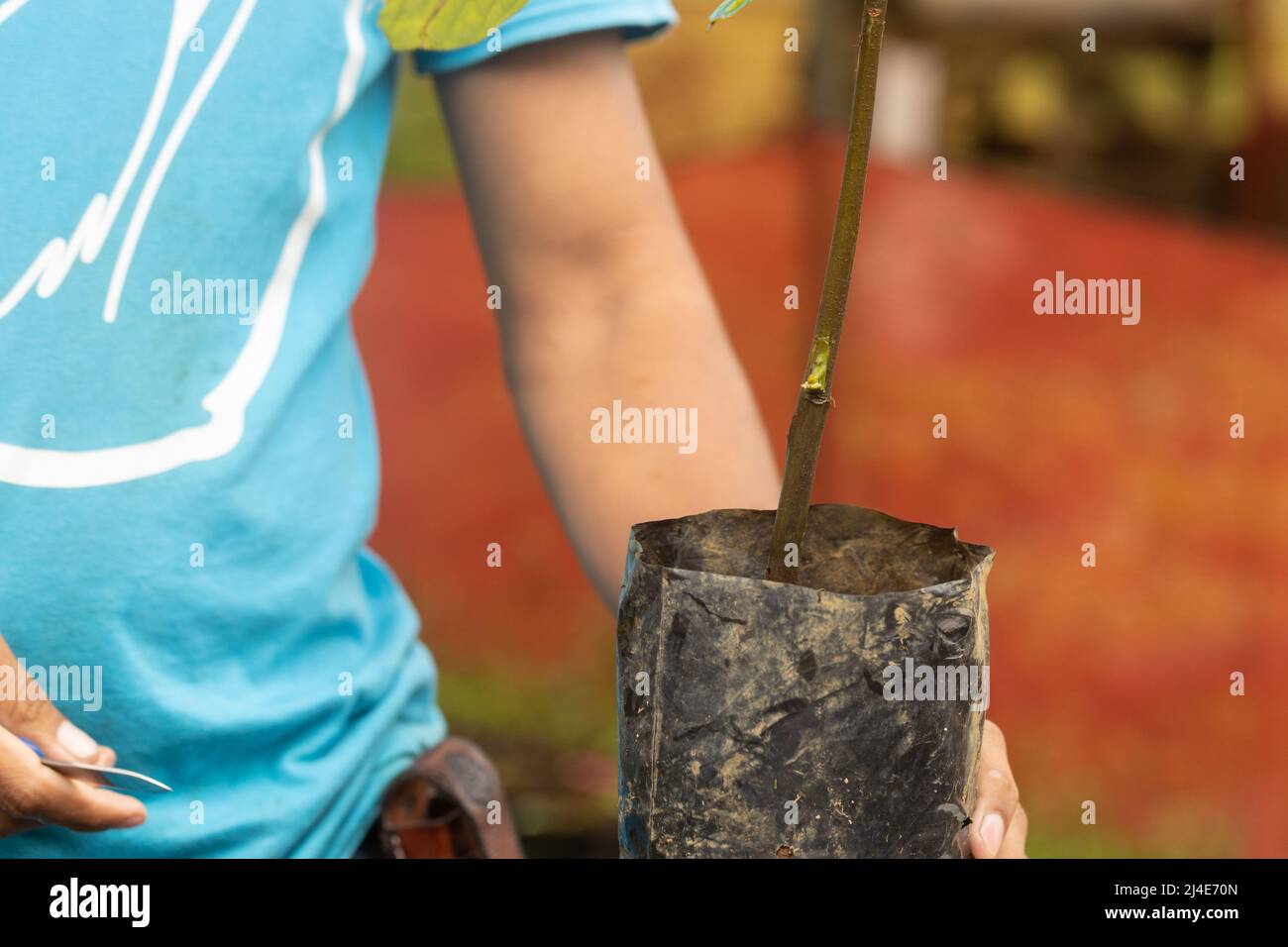 cocoa seedling inoculated with a noble variety, disease-resistant ...
