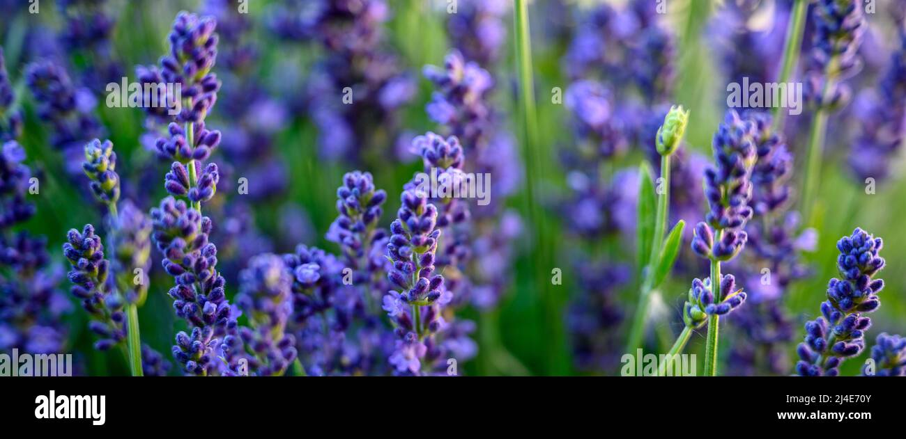 Violet levander bunch Stock Photo - Alamy