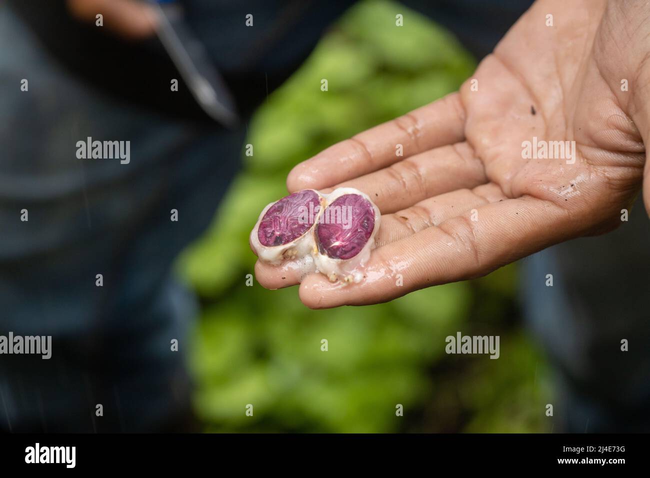 The grower shows a cocoa seed cut in half Stock Photo - Alamy