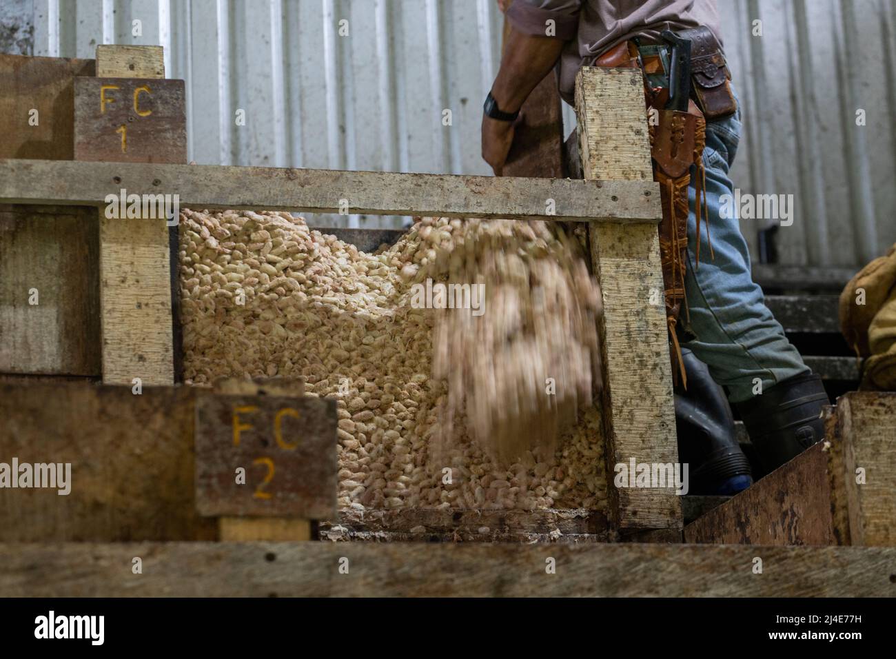 Mixing fermented cocoa seeds in the ecological production of cocoa and ...